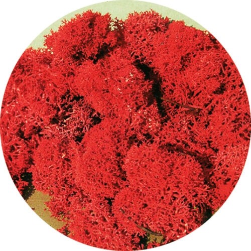 Lichen Red 30g from Hobbyrama