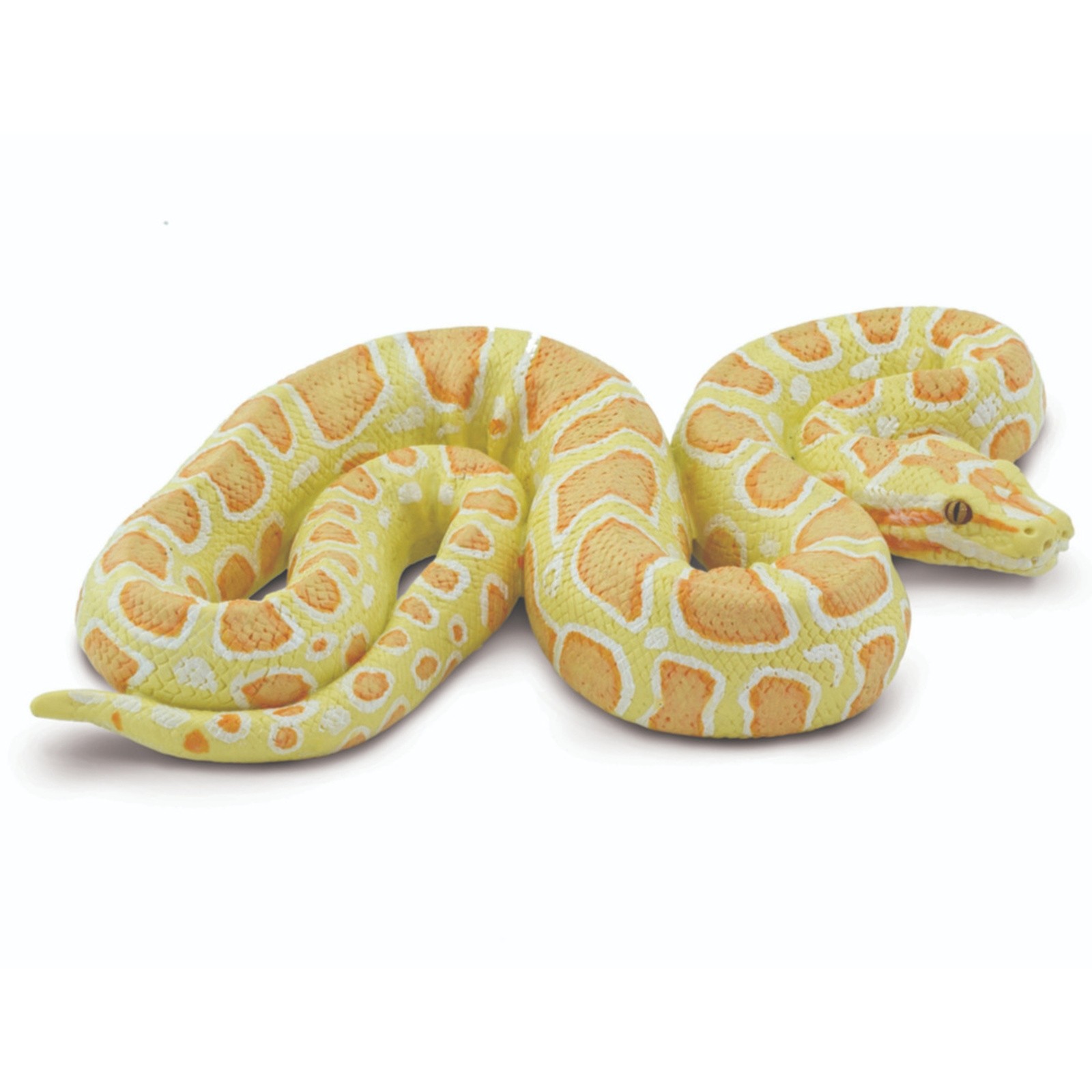 Albino Burmese Python from Hobbyrama